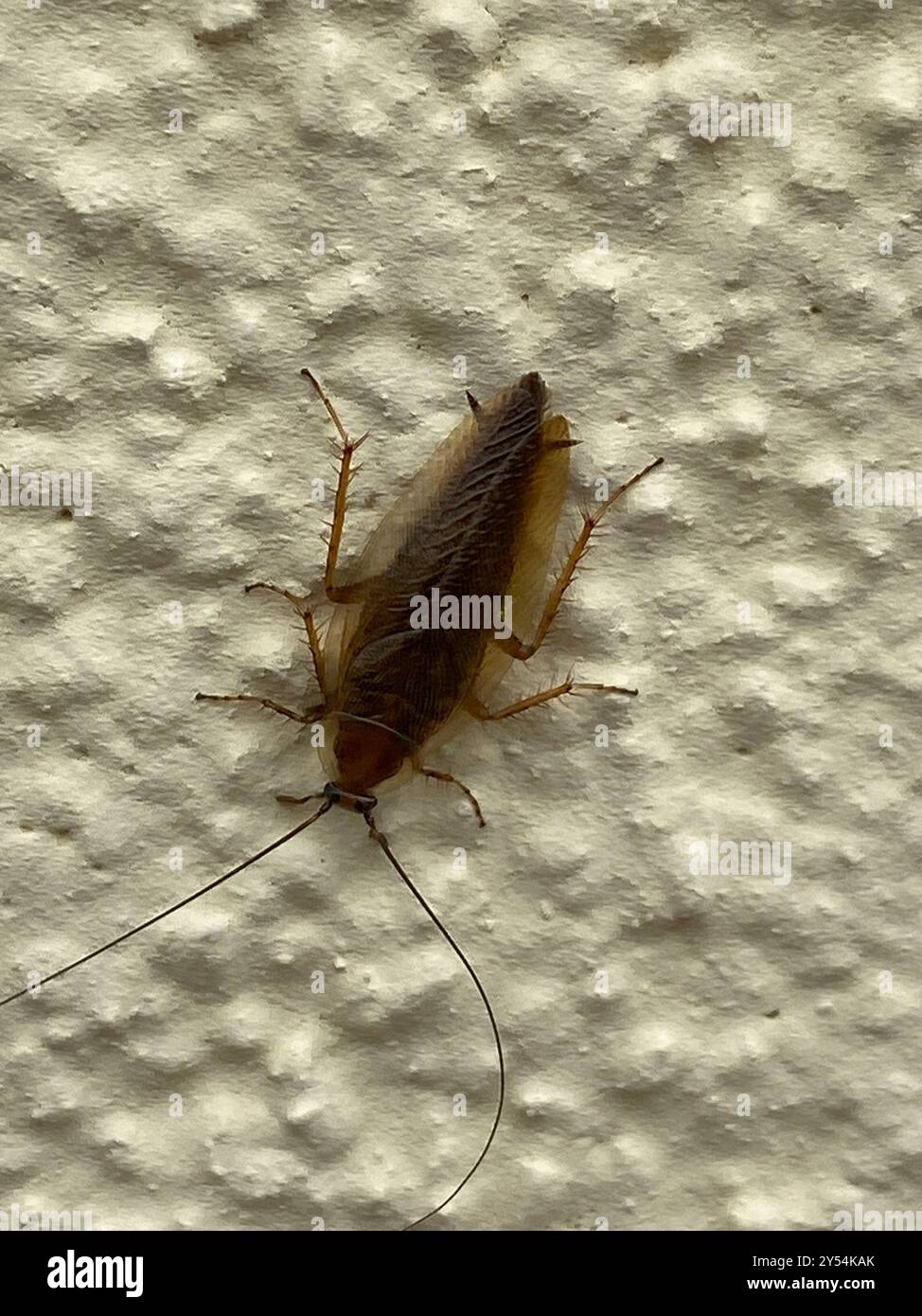 Amber Wood Cockroach (Ectobius vittiventris) Insecta Stock Photo - Alamy