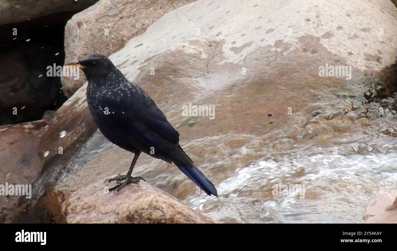 Blue Whistling-Thrush (Myophonus caeruleus) Aves Stock Photo - Alamy
