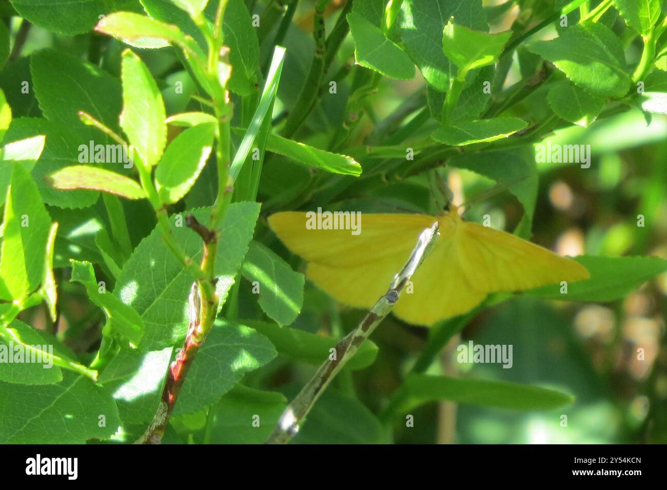 Crocota tinctaria hi-res stock photography and images - Alamy