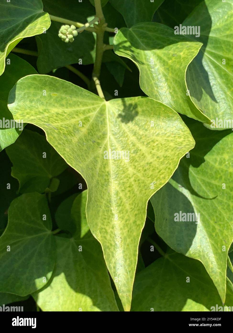 Canary Islands Ivy (Hedera canariensis) Plantae Stock Photo - Alamy