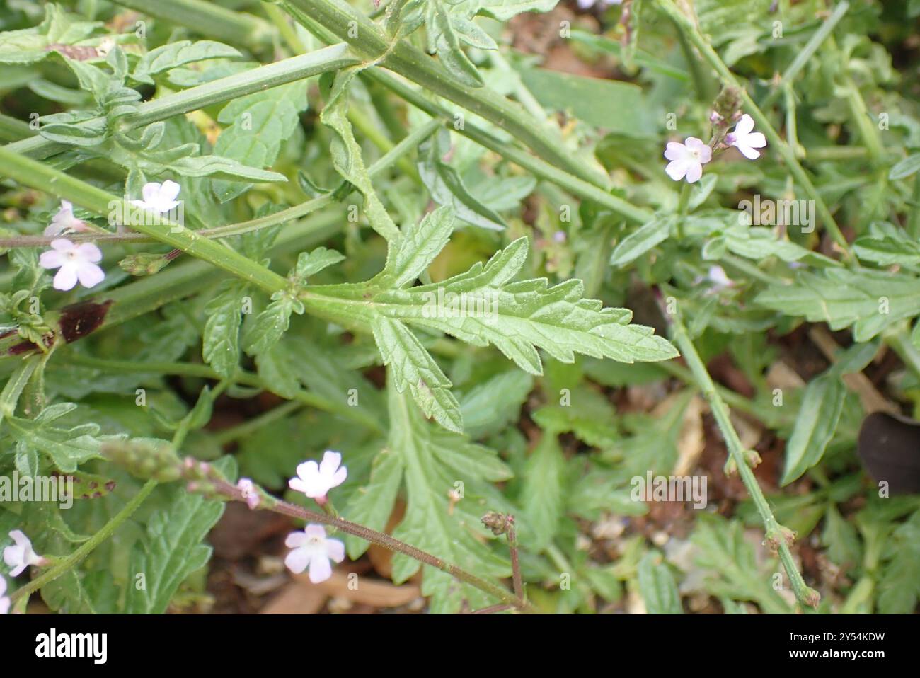 Common vervain (Verbena officinalis) Plantae Stock Photo - Alamy