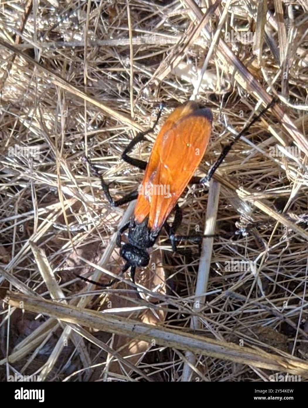 Thisbe's Tarantula-hawk Wasp (Pepsis thisbe) Insecta Stock Photo - Alamy