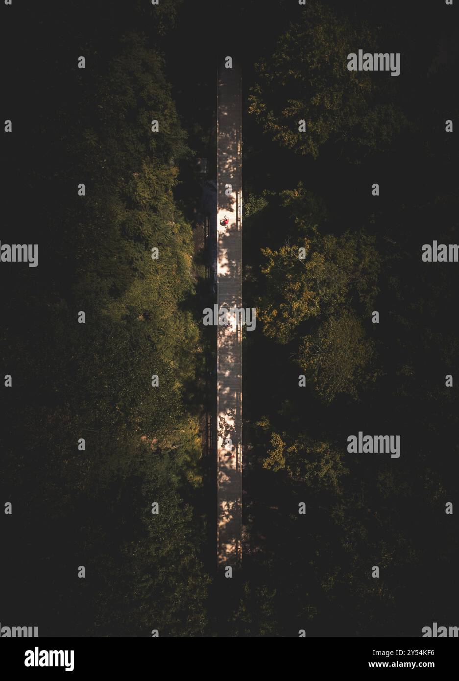 drone nature aerial of bridge pathway in the forest Stock Photo - Alamy