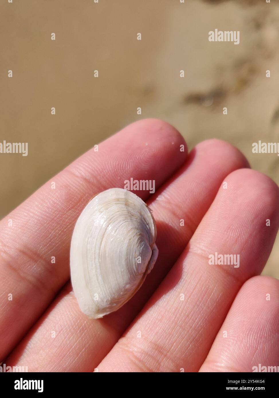 Soft-shelled Clam (Mya arenaria) Mollusca Stock Photo - Alamy