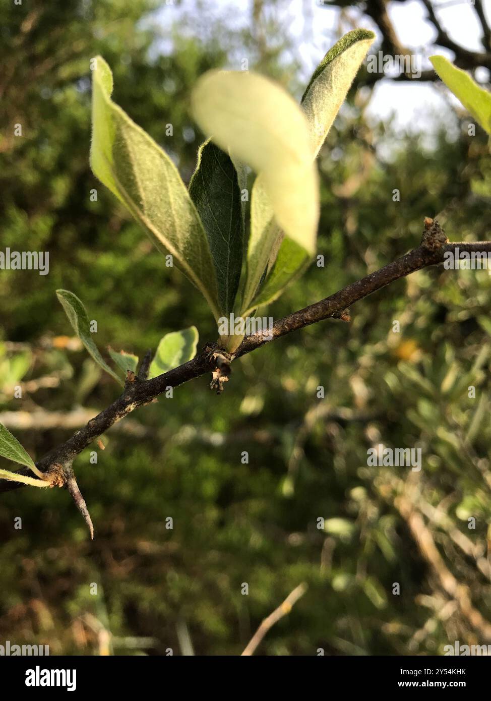 Gum bumelia (Sideroxylon lanuginosum) Plantae Stock Photo - Alamy