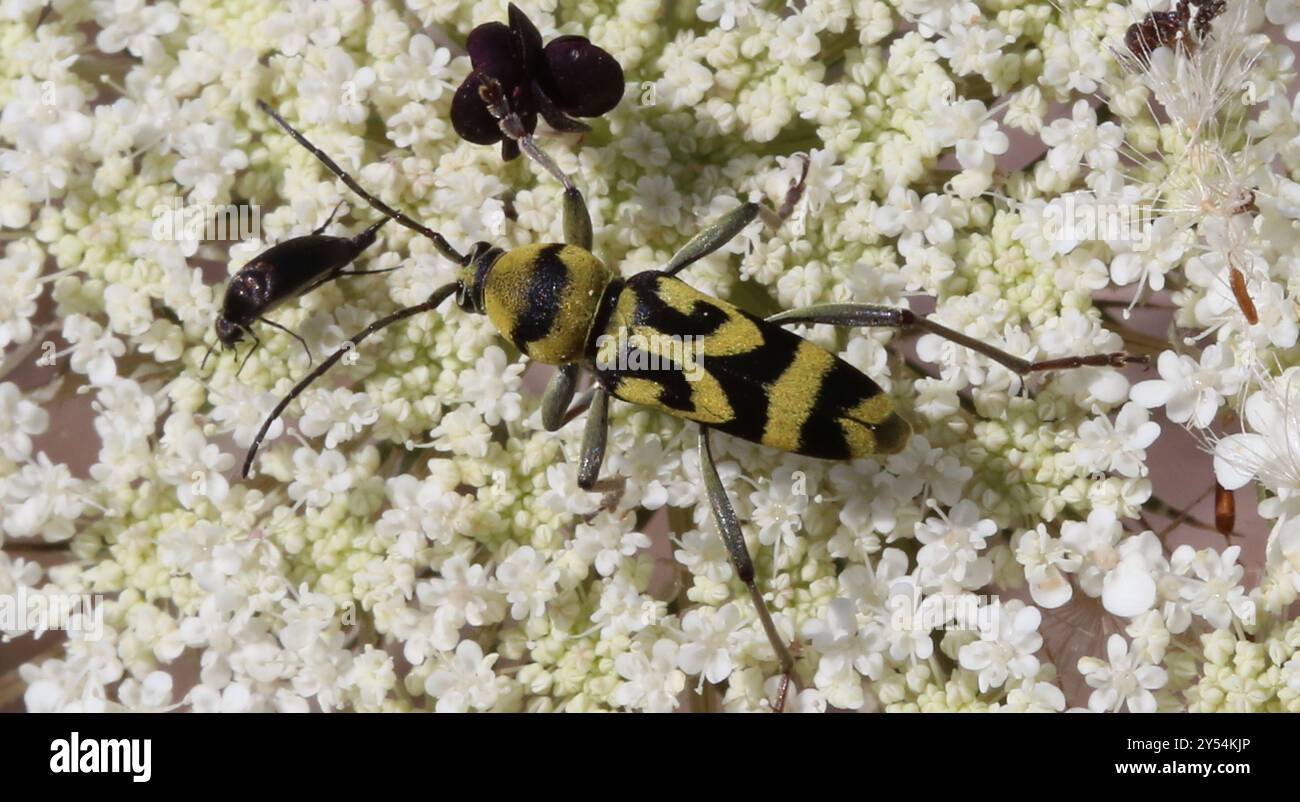 Grape Wood Borer (Chlorophorus varius) Insecta Stock Photo - Alamy
