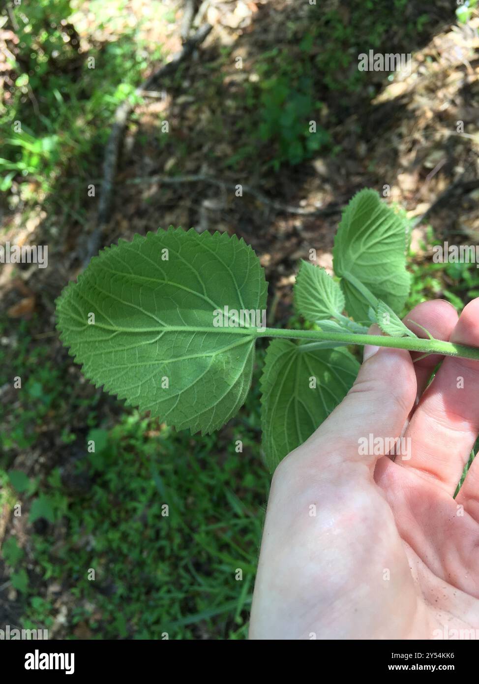 flannel weed (Sida cordifolia) Plantae Stock Photo - Alamy