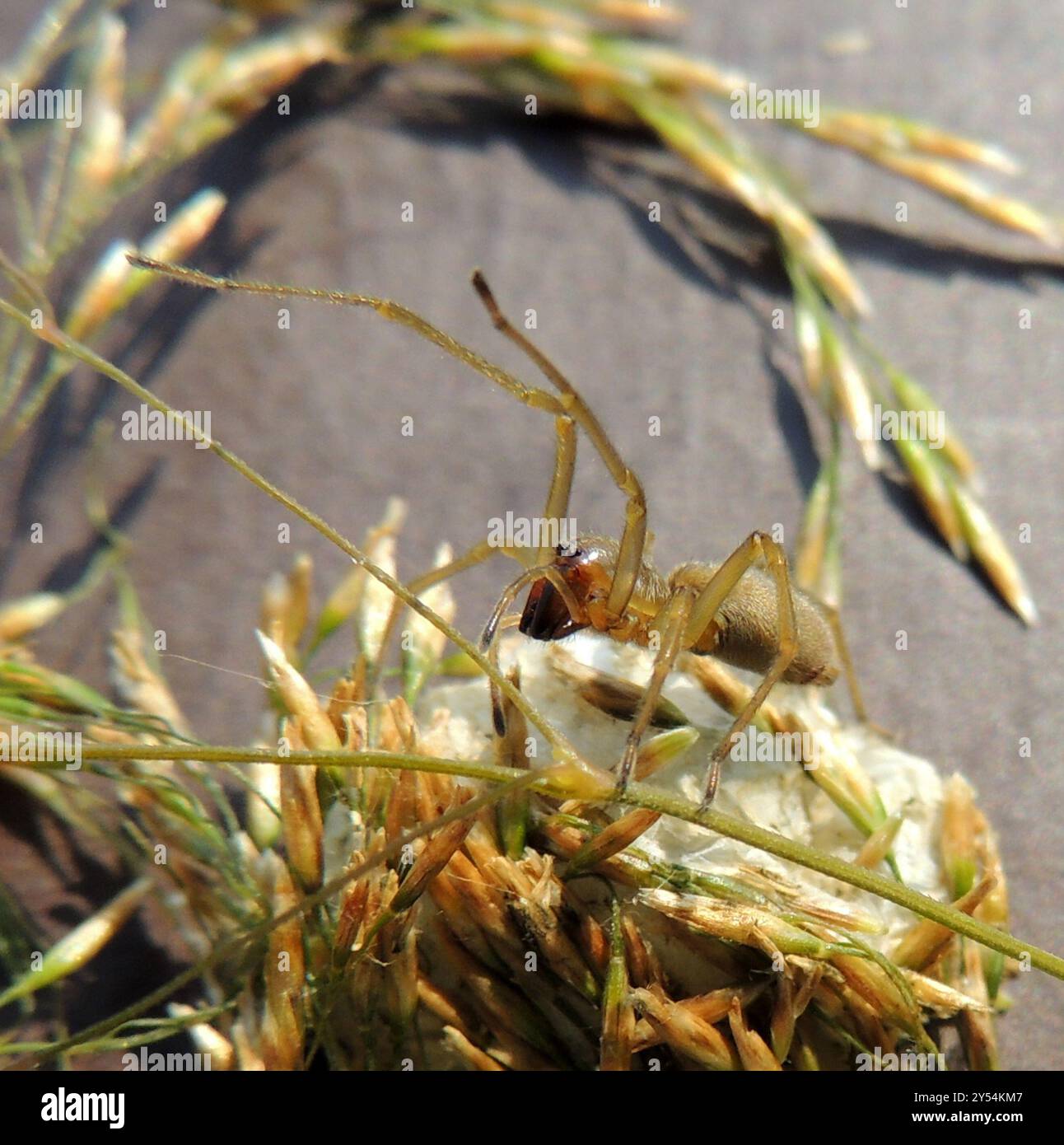 Two-Clawed Hunting Spider (Cheiracanthium erraticum) Arachnida Stock ...