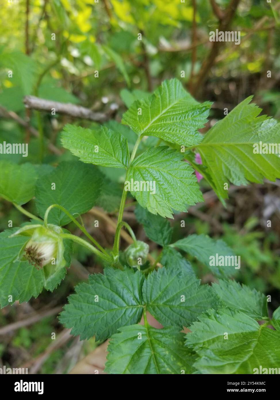 Salmonberry (Rubus spectabilis) Plantae Stock Photo - Alamy