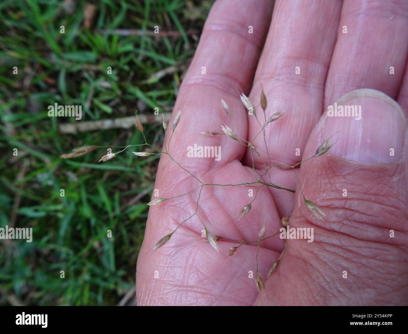 wavy hair-grass (Avenella flexuosa) Plantae Stock Photo - Alamy