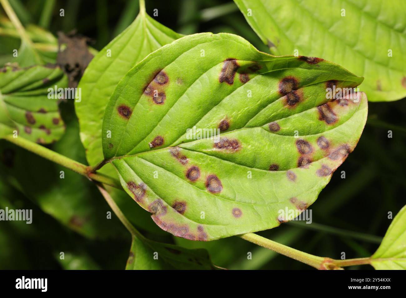 dogwood leaf spot (Sphaerulina cornicola) Fungi Stock Photo - Alamy