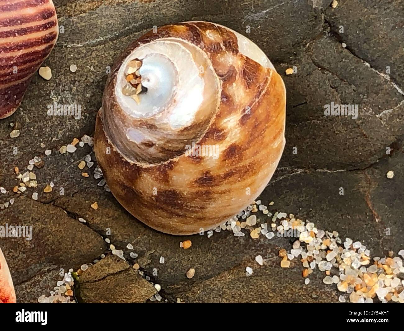 Brown Tegula (Tegula brunnea) Mollusca Stock Photo - Alamy