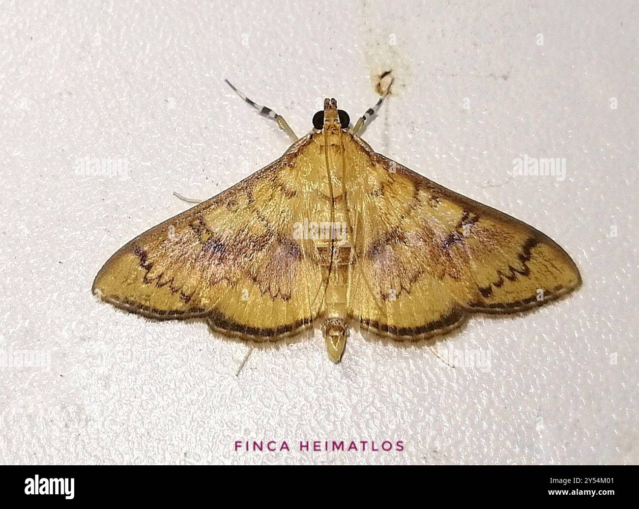 Pearl Moths (Spilomelinae) Insecta Stock Photo - Alamy