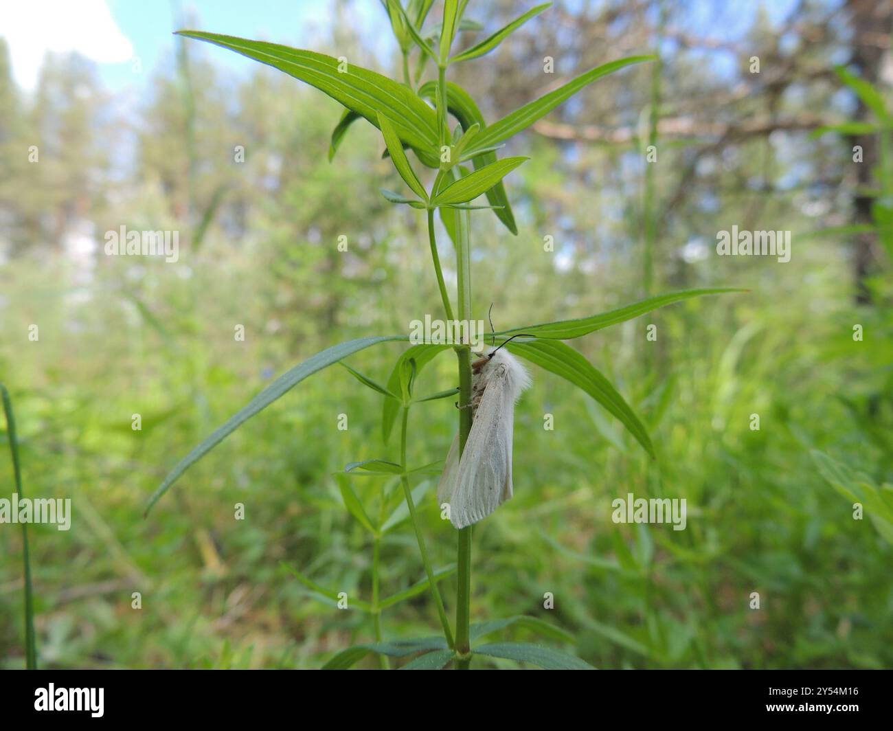Water Ermine (Spilosoma urticae) Insecta Stock Photo - Alamy