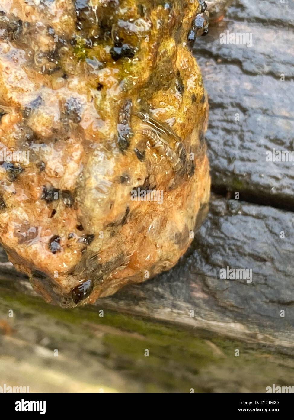 Stoneflies (Plecoptera) Insecta Stock Photo - Alamy