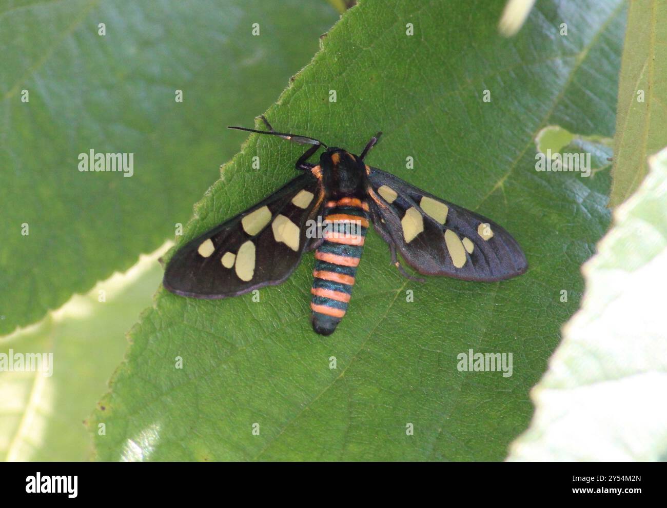 sandalwood defoliator (Amata passalis) Insecta Stock Photo - Alamy