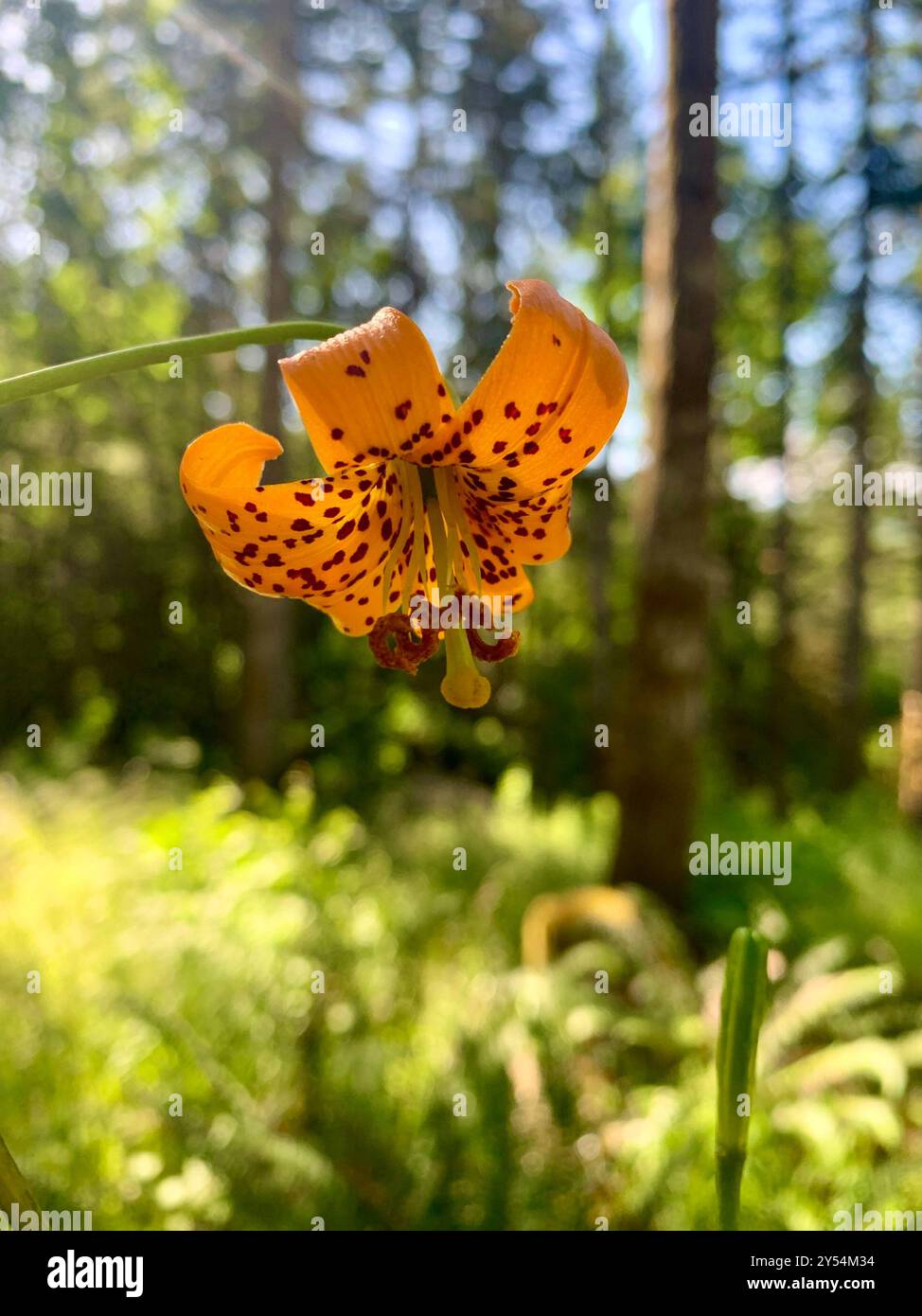 Columbia lily (Lilium columbianum) Plantae Stock Photo - Alamy