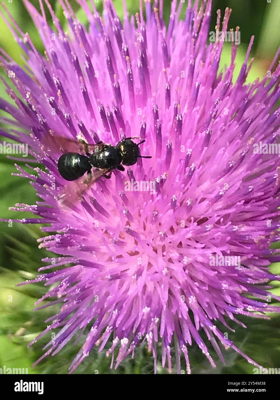 Small Carpenter Bees (Ceratina) Insecta Stock Photo - Alamy