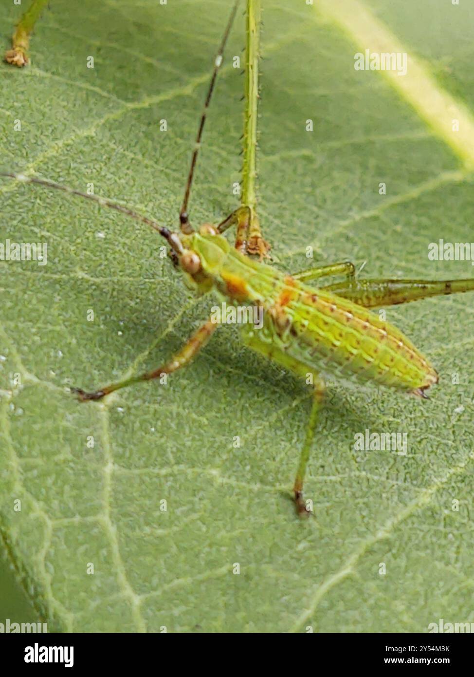 Scudder's Bush Katydids (Scudderia) Insecta Stock Photo - Alamy