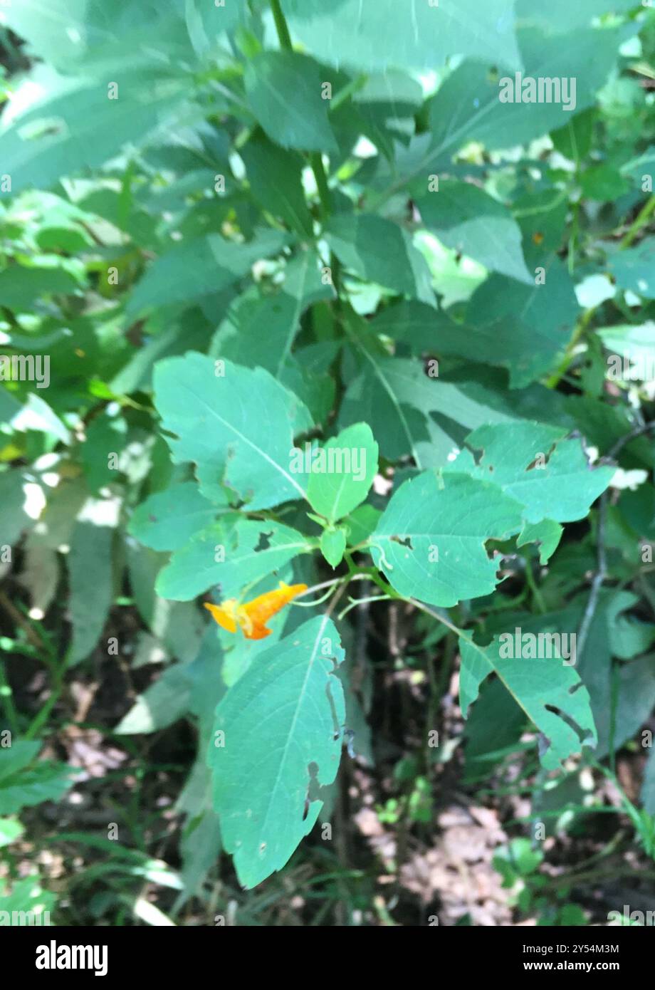 common jewelweed (Impatiens capensis) Plantae Stock Photo - Alamy