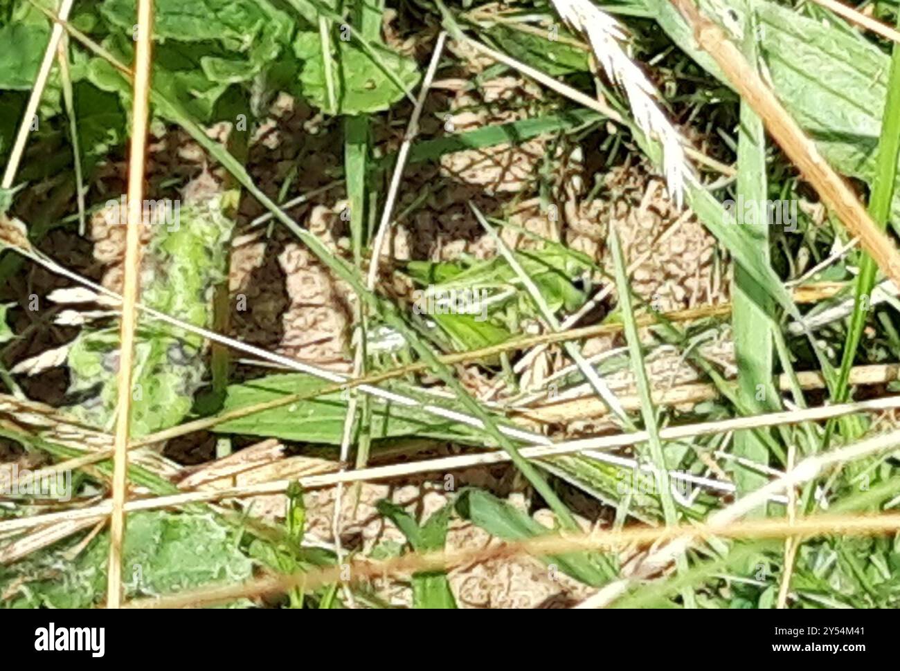 Wart-biter (Decticus verrucivorus) Insecta Stock Photo - Alamy