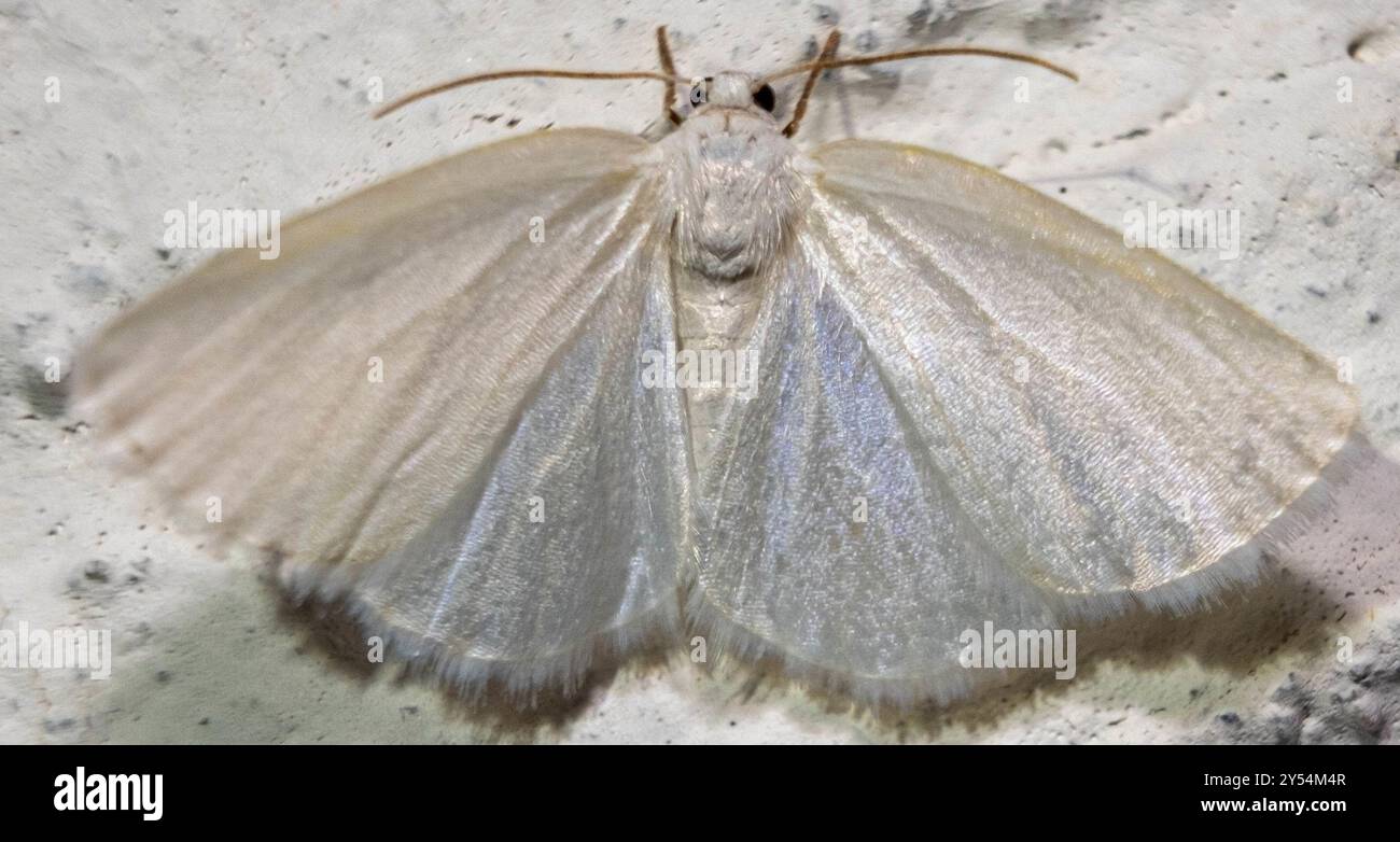 White Spring Moth (Lomographa vestaliata) Insecta Stock Photo - Alamy