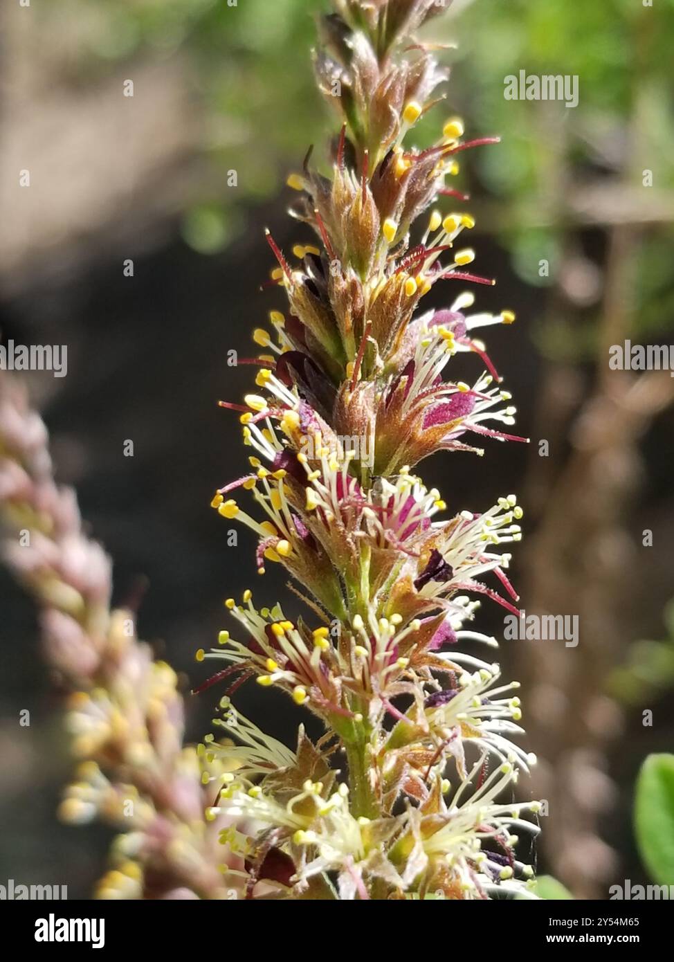 California False Indigo (Amorpha californica) Plantae Stock Photo - Alamy