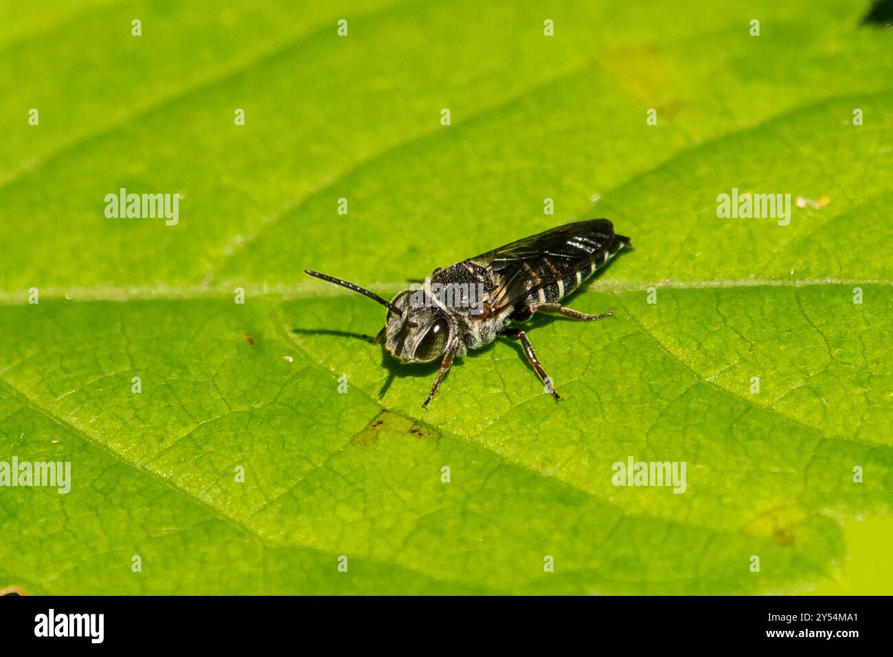 Say's Cuckoo Leafcutter Bee (Coelioxys sayi) Insecta Stock Photo - Alamy