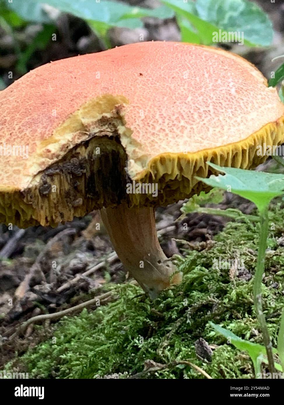 boletes (Boletaceae) Fungi Stock Photo - Alamy