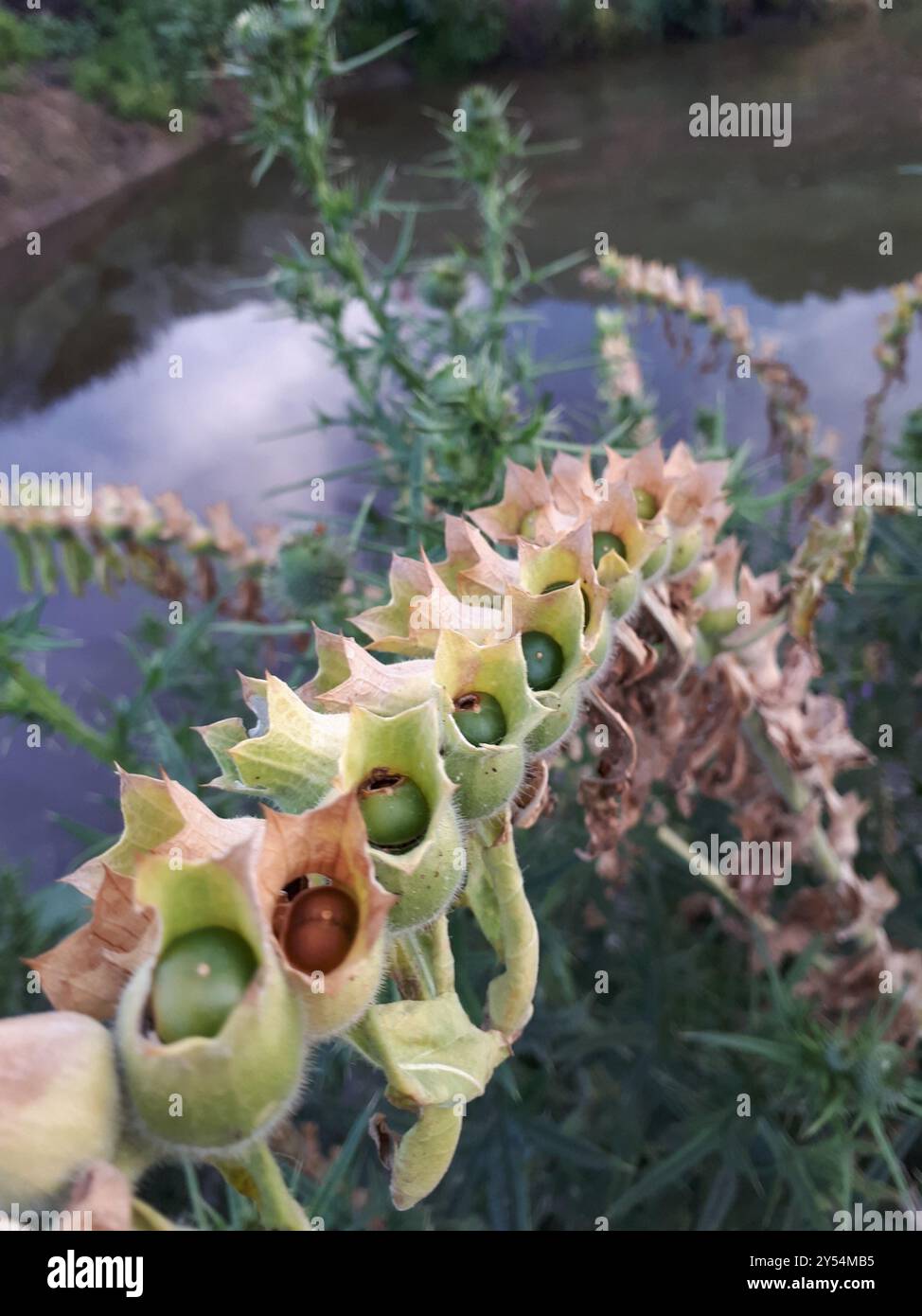 black henbane (Hyoscyamus niger) Plantae Stock Photo - Alamy
