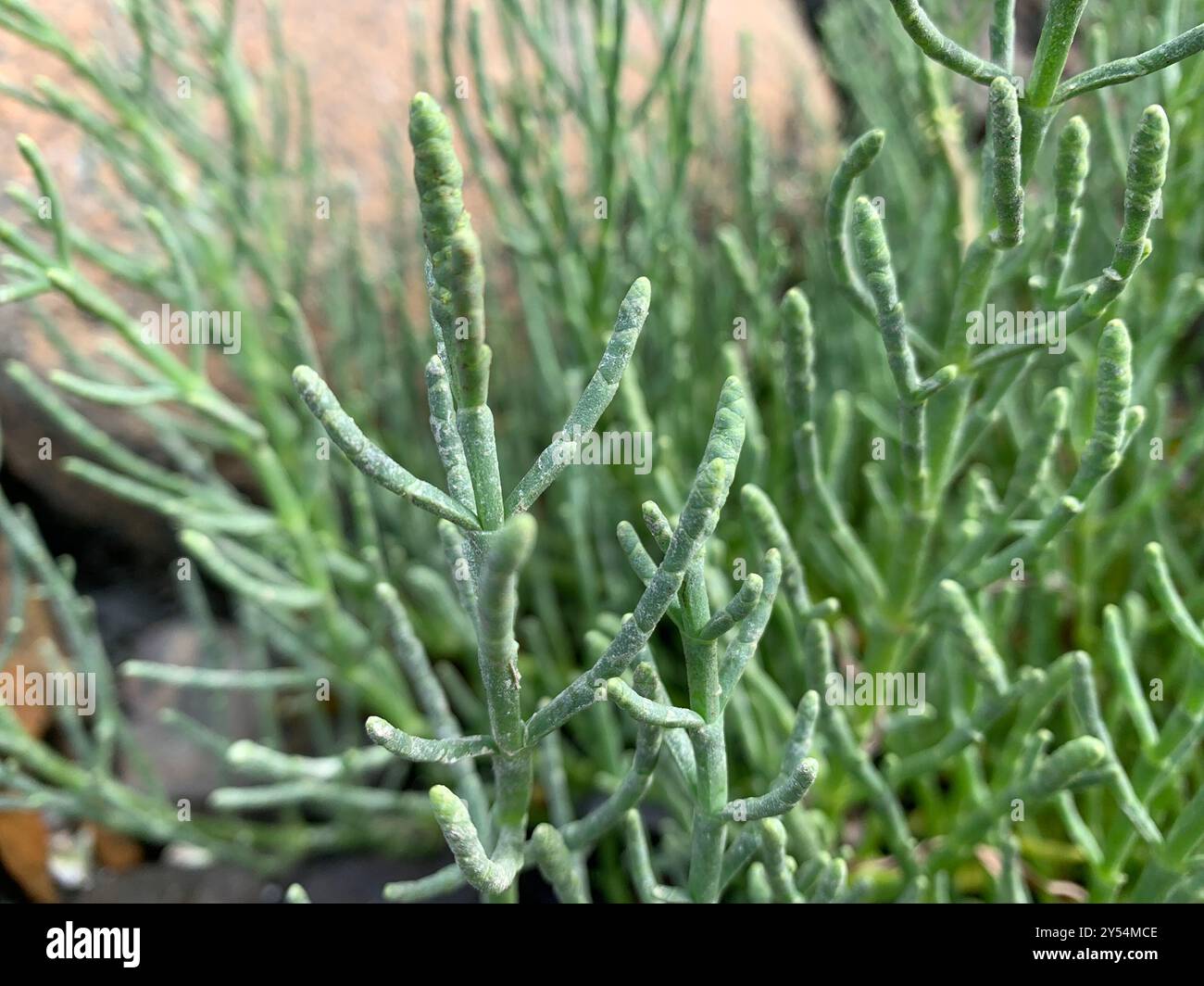 Pacific Glasswort (Salicornia pacifica) Plantae Stock Photo - Alamy