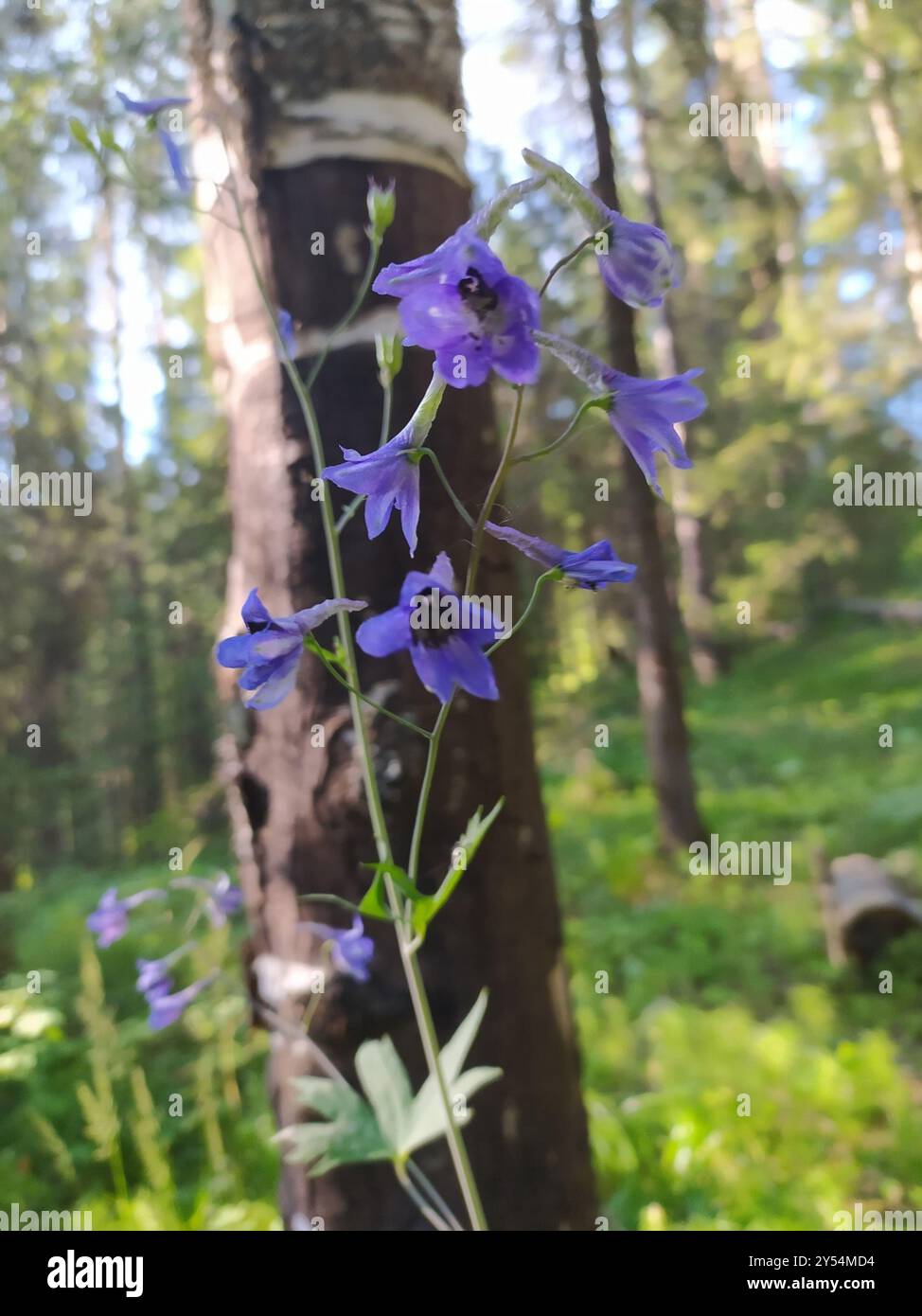 Alpine Larkspur (Delphinium elatum) Plantae Stock Photo - Alamy