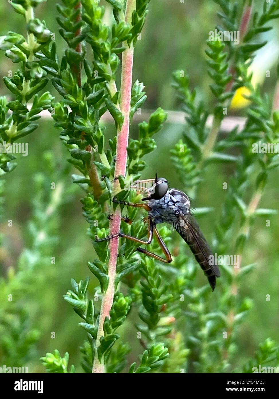 (Neomochtherus pallipes) Insecta Stock Photo - Alamy