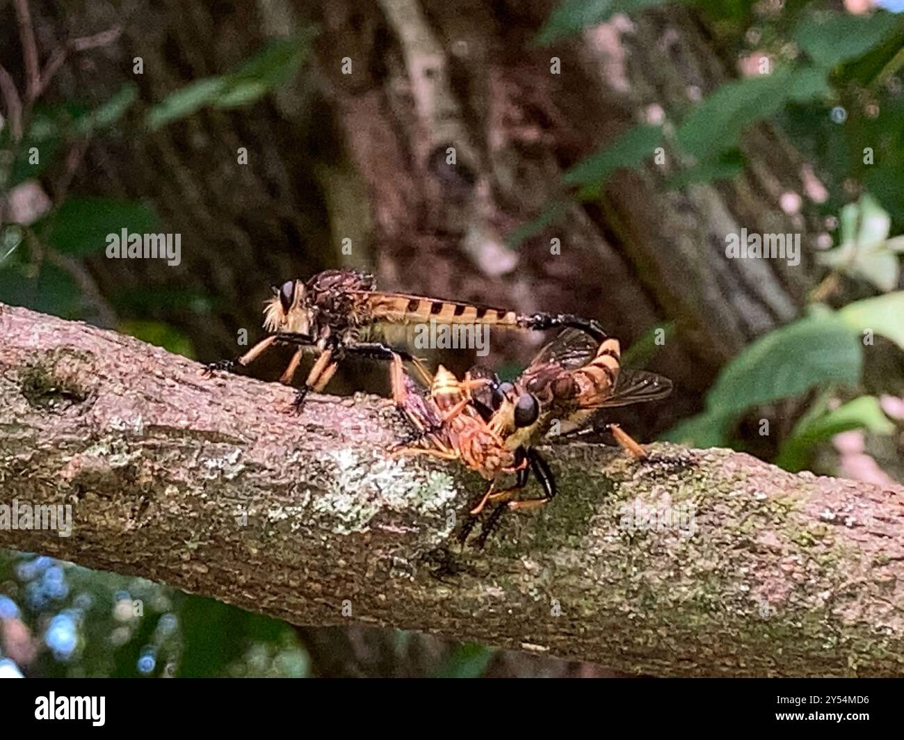 Red-footed Cannibal Fly (Promachus rufipes) Insecta Stock Photo - Alamy