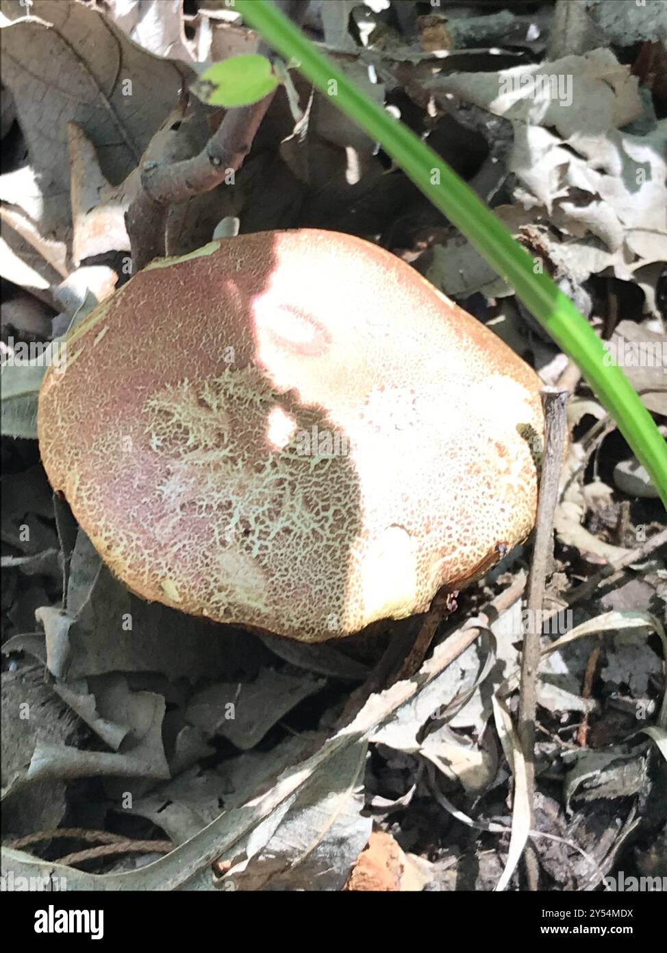 boletes (Boletaceae) Fungi Stock Photo - Alamy