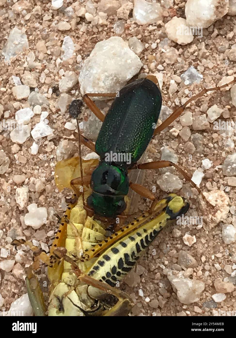Virginia Metallic Tiger Beetle (Tetracha virginica) Insecta Stock Photo ...