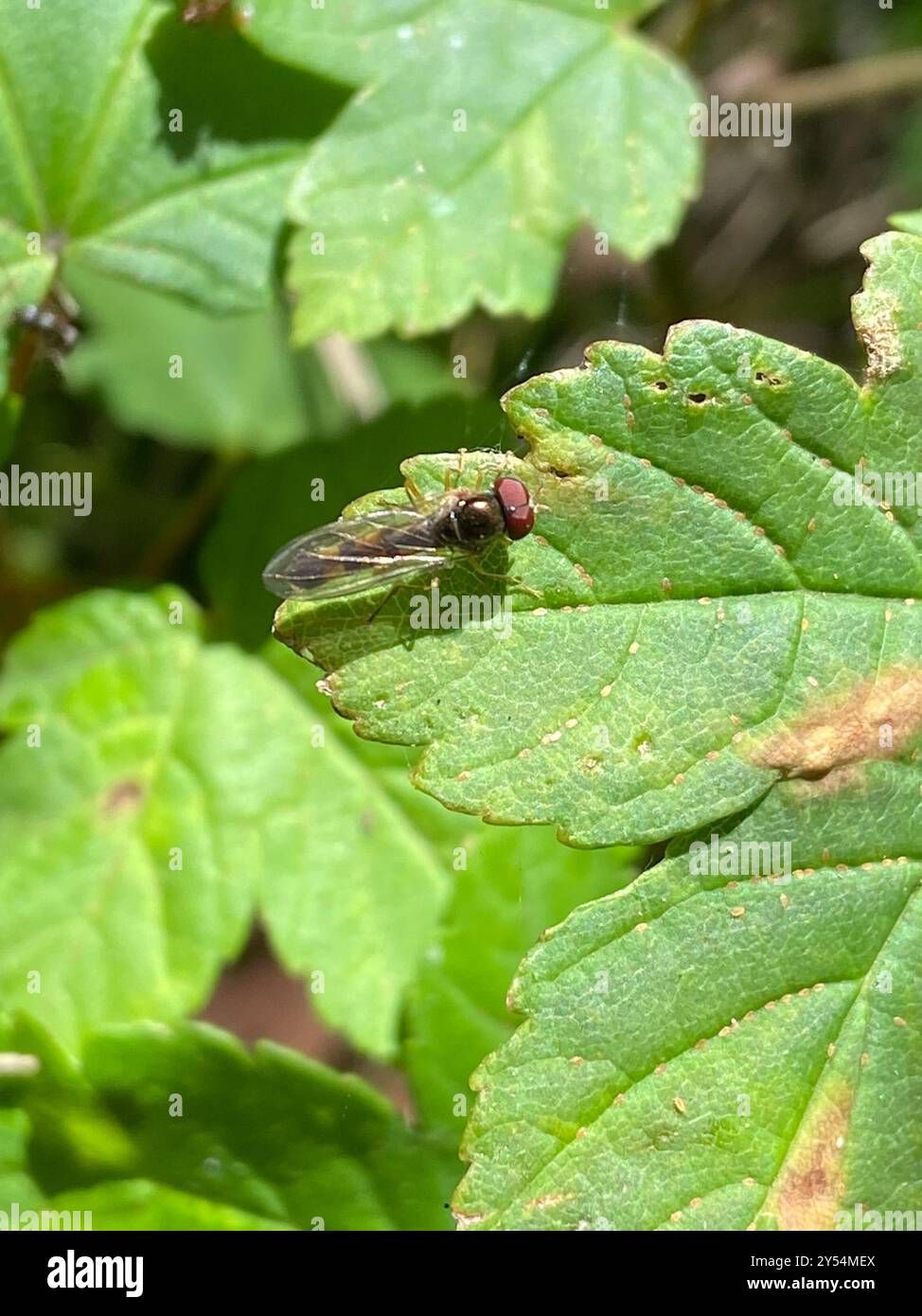 Ladder-backed Hover Fly (Melanostoma scalare) Insecta Stock Photo - Alamy