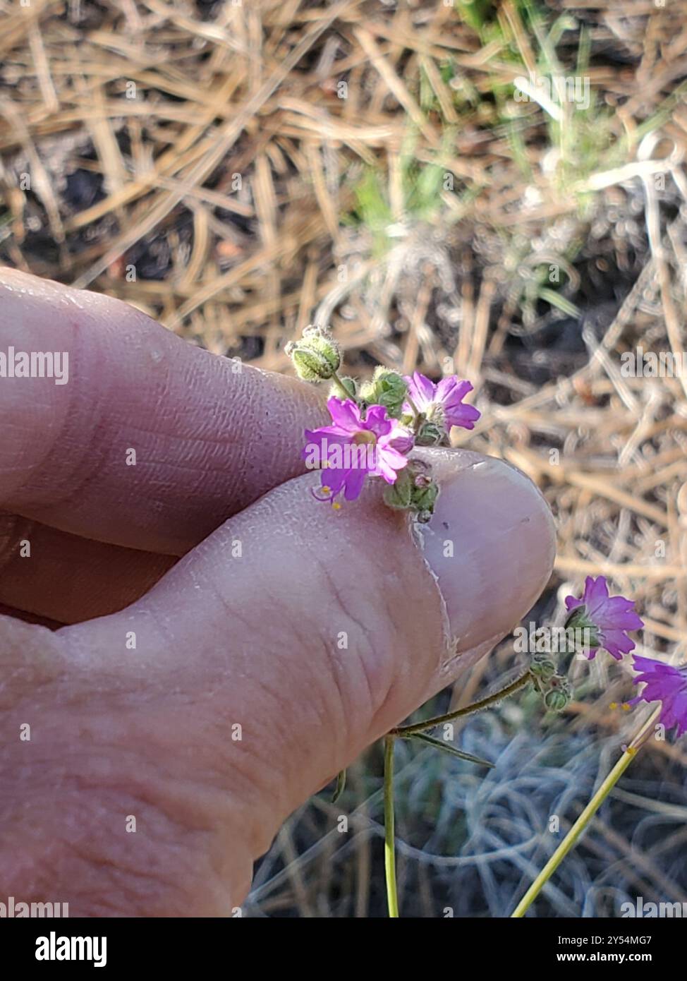 Narrowleaf Four o'Clock (Mirabilis linearis) Plantae Stock Photo - Alamy