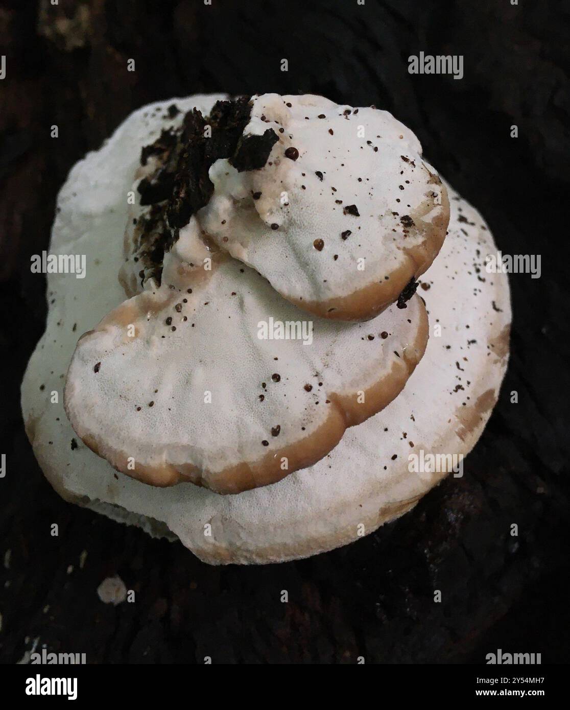 green cheese polypore (Fomitopsis spraguei) Fungi Stock Photo - Alamy