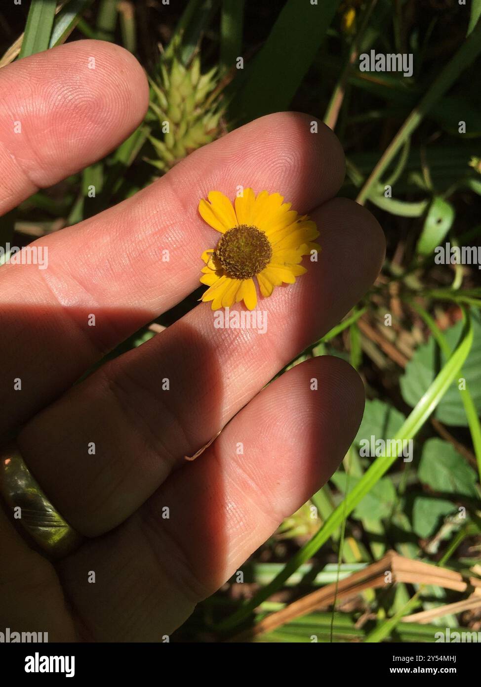 Southern Sneezeweed (Helenium flexuosum) Plantae Stock Photo - Alamy