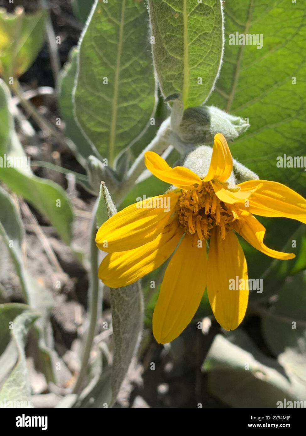 Wyethia mollis hi-res stock photography and images - Alamy