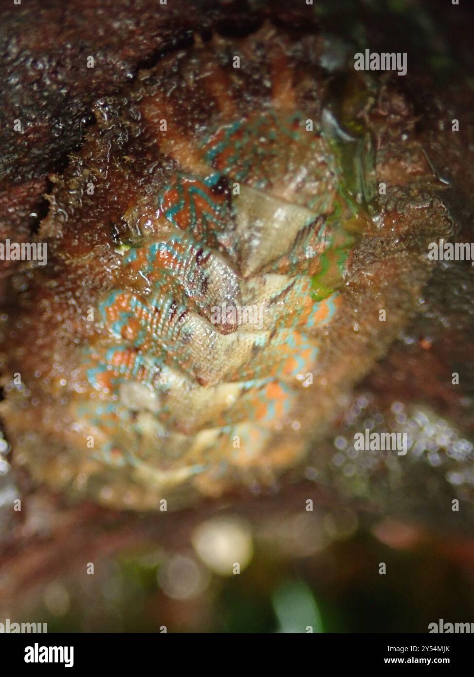 Red-Flecked Mopalia (Mopalia spectabilis) Mollusca Stock Photo - Alamy