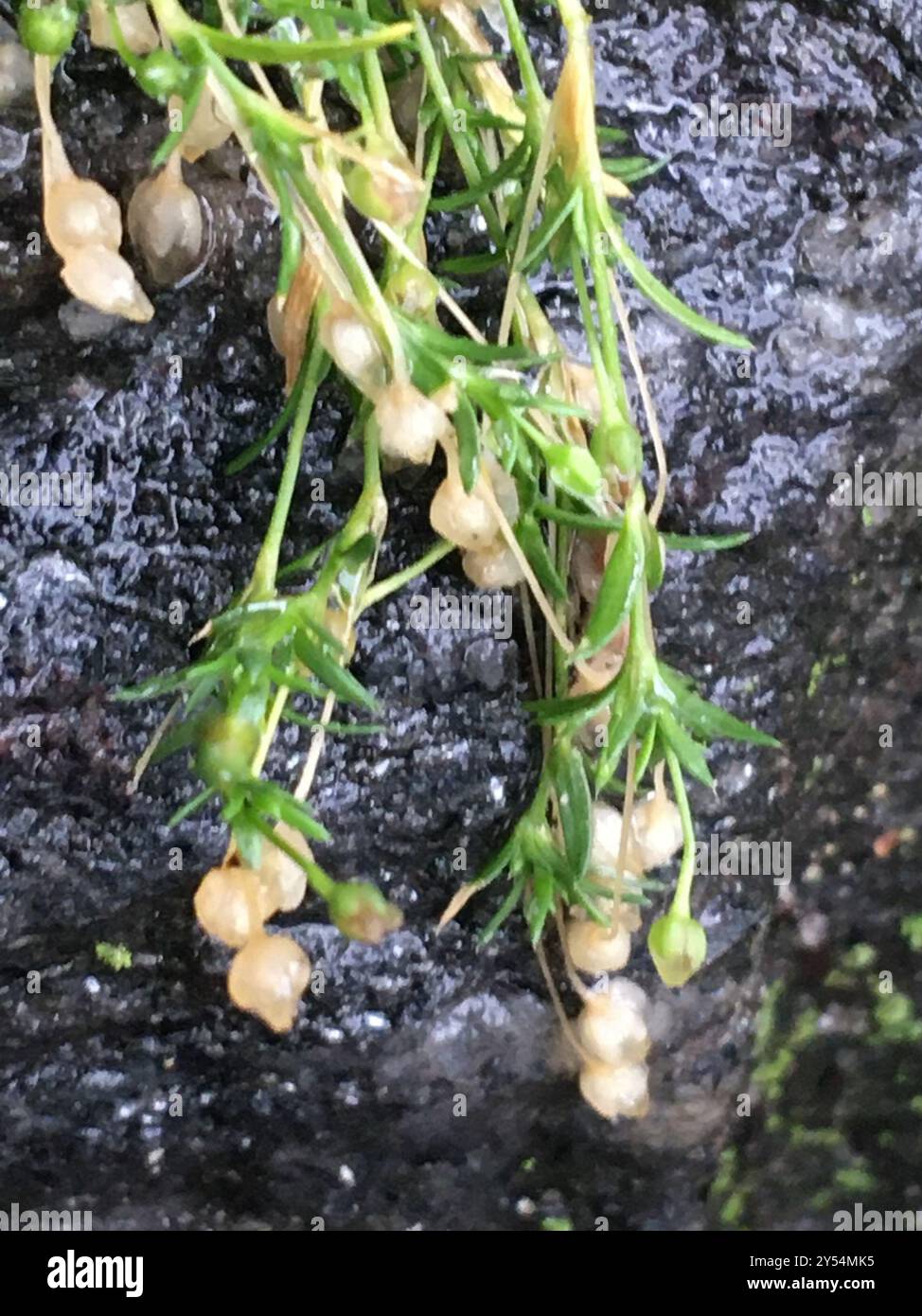 Procumbent Pearlwort (Sagina procumbens) Plantae Stock Photo - Alamy