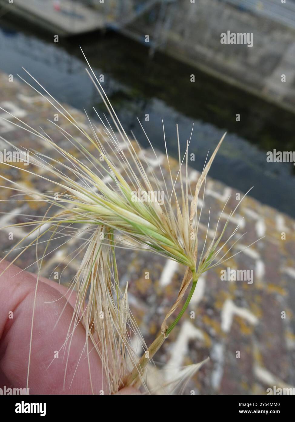 wall barley (Hordeum murinum) Plantae Stock Photo - Alamy