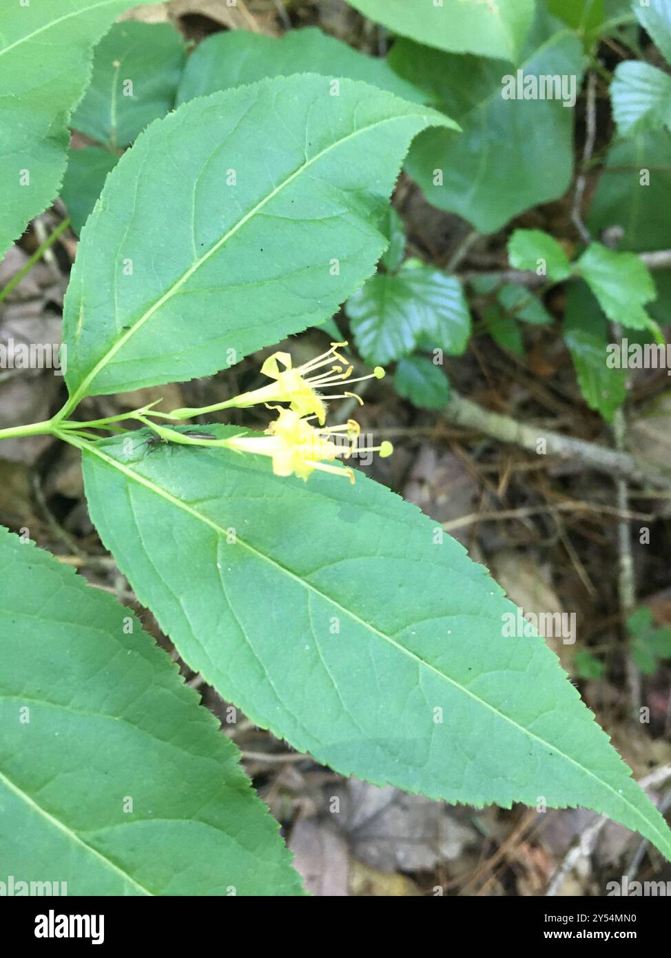 northern bush honeysuckle (Diervilla lonicera) Plantae Stock Photo - Alamy