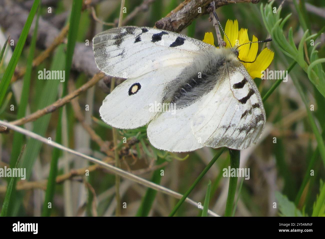 Phoebus Apollo (Parnassius phoebus) Insecta Stock Photo - Alamy