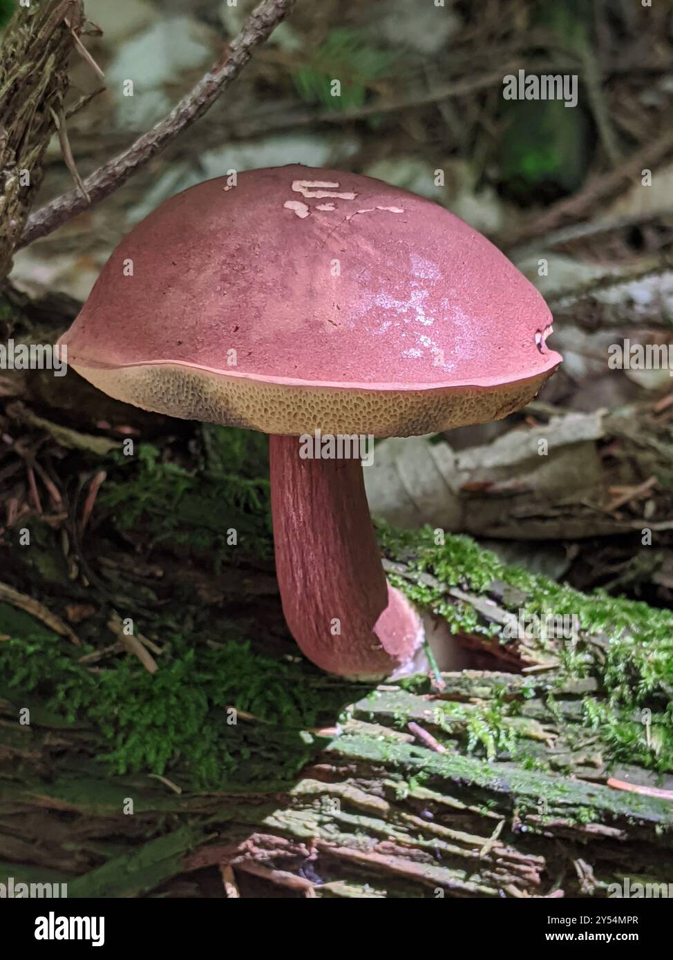 boletes (Boletaceae) Fungi Stock Photo - Alamy