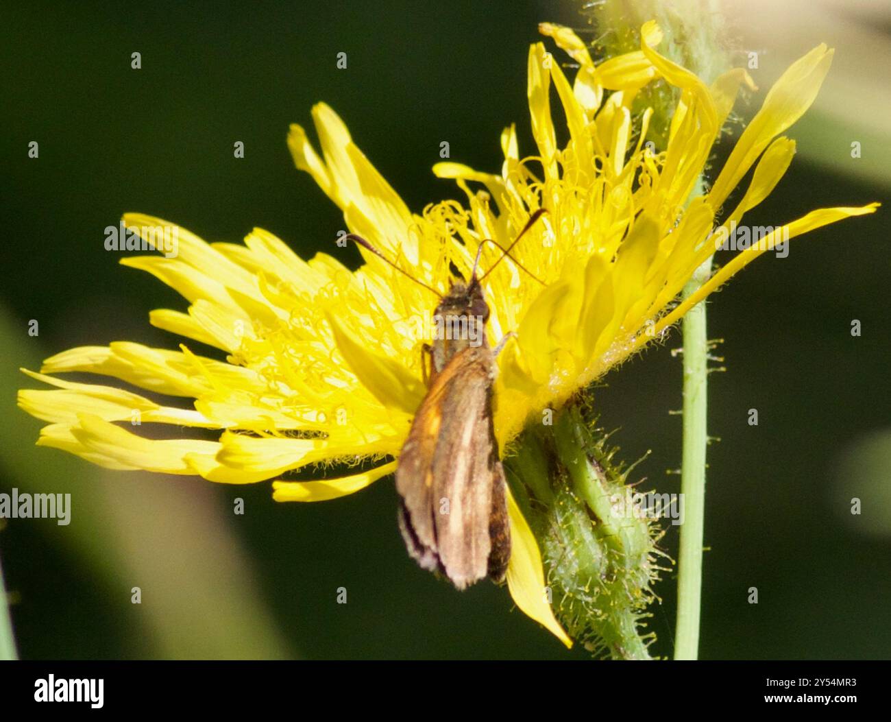 Tawny-edged Skipper (Polites themistocles) Insecta Stock Photo - Alamy