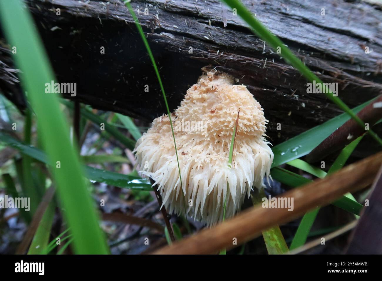 Coral tooth fungus (Hericium coralloides) Fungi Stock Photo - Alamy