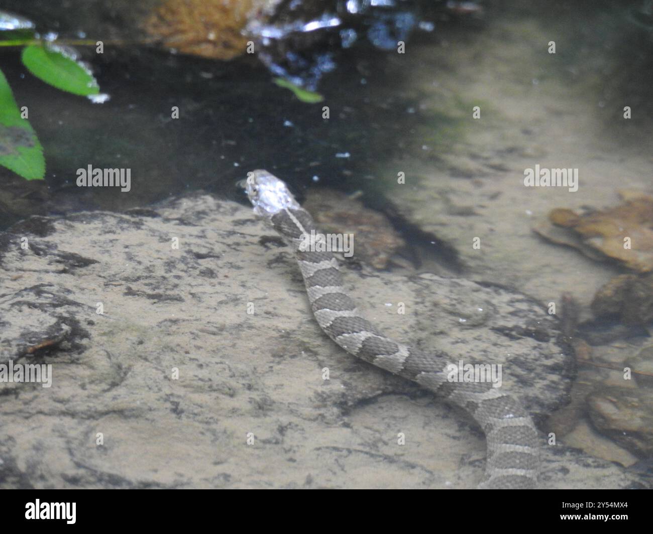 Common Watersnake (Nerodia sipedon) Reptilia Stock Photo - Alamy